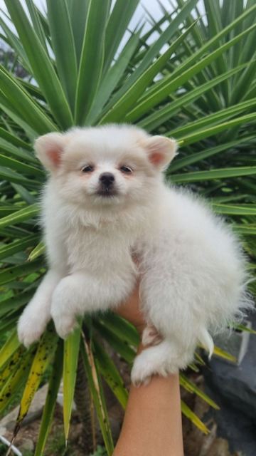 pomeranian puppies for sale | Dogs & Puppies | Gumtree Australia ...