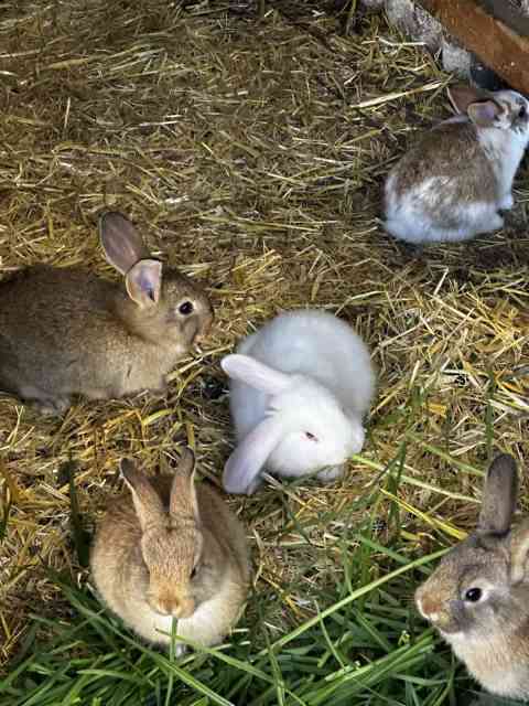 Giant cross rabbits | Rabbits | Gumtree Australia Grant Area - Mount ...