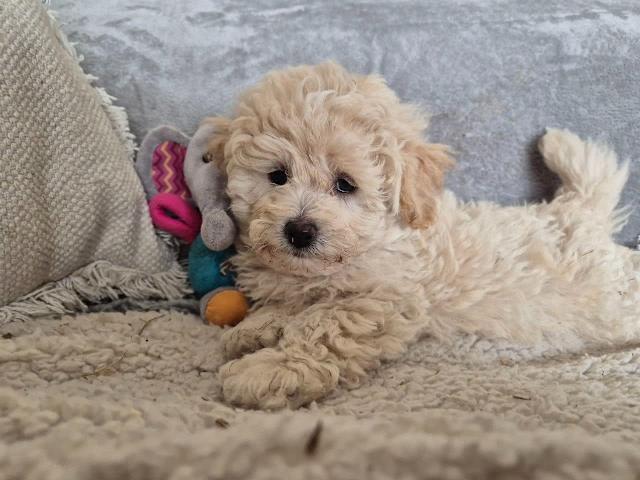 Shmoodle Puppies. Very cuddley and affectionate. Ready now. | Dogs ...