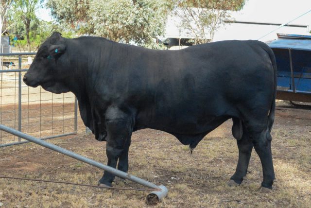 Three Quality Brangus Bulls | Livestock | Gumtree Australia Gunnedah ...