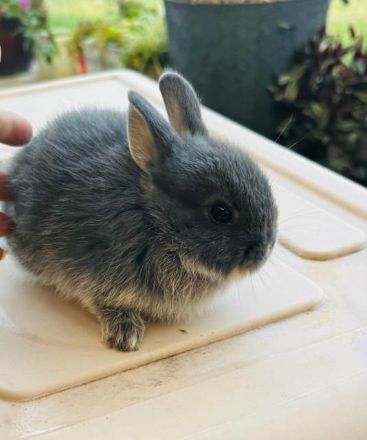Rabbit babies | Rabbits | Gumtree Australia Brimbank Area - Sydenham ...