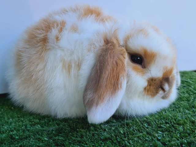 Lots of beautiful purebred baby mini lop rabbits available now ...