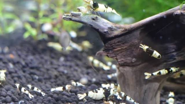 Crystal black ,PRL ,and blue cherry | Fish | Gumtree Australia ...