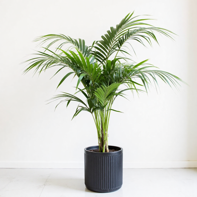 Kentia palm / 1.1m tall / 20cm pot / Fresh, Breezy Look - Plants in ...