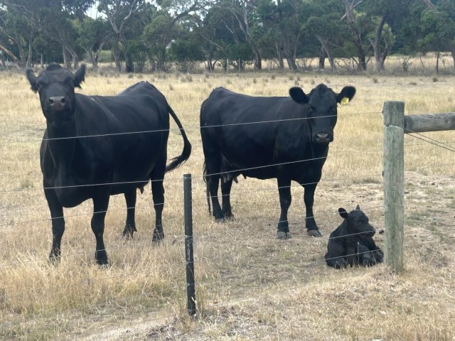Angus cows with Angus calf at foot | Livestock | Gumtree Australia ...