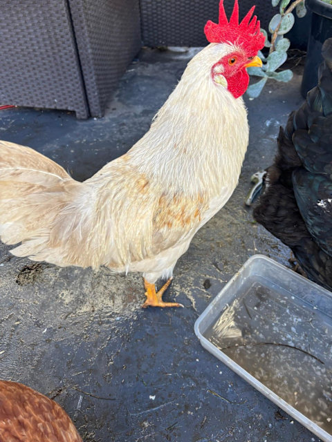 Rooster very healthy | Livestock | Gumtree Australia Bankstown Area ...
