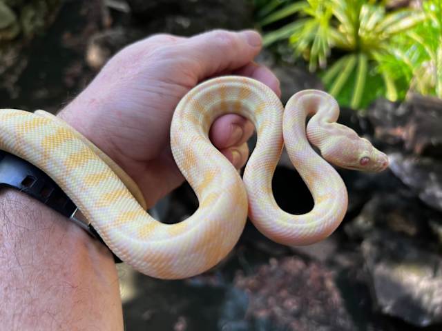 Albino Carpet Python Yearlings and Hatchlings | Reptiles & Amphibians ...