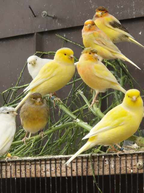 Finches and budgies in Reservoir $20 Each bird | Birds | Gumtree ...