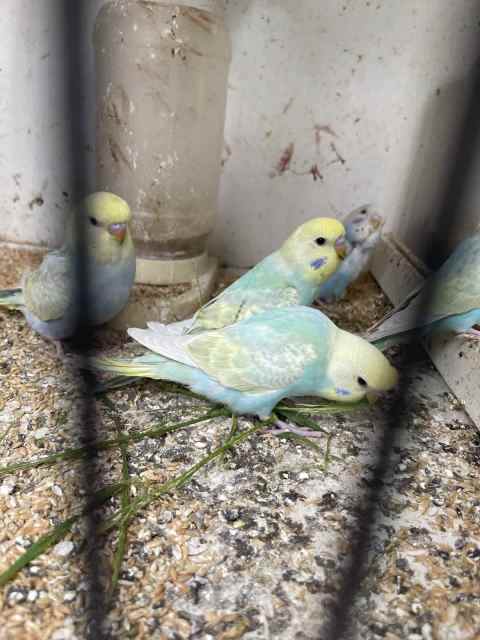 Rainbow Baby Budgies - 6 weeks old pls read description | Birds ...