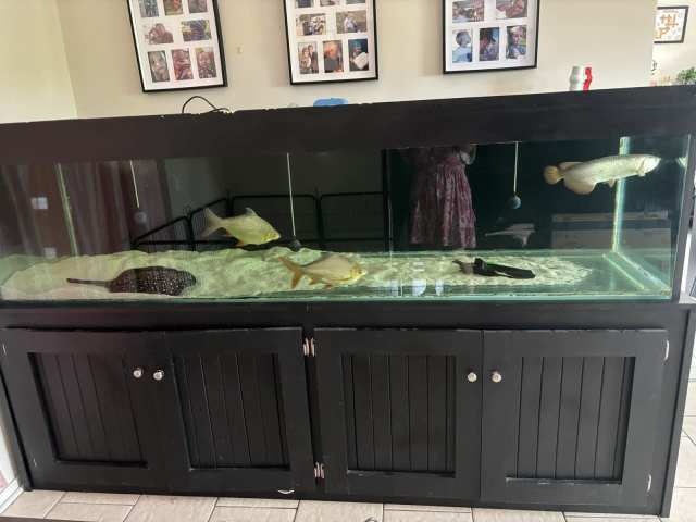 8ft fish tank with accessories | Pet Products | Gumtree Australia ...