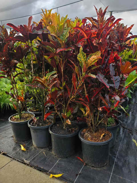Colourful Croton Plants - Plants in Eumundi QLD | Gumtree Australia