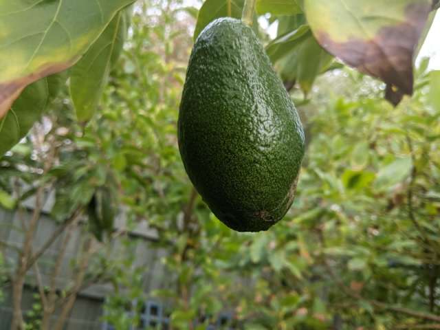 Grafted avocado plant for sale - Plants in Canning Vale WA | Gumtree ...