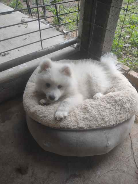 Japanese Spitz pure bred | Dogs & Puppies | Gumtree Australia ...