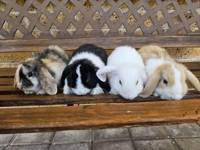 Pure bred mini lops rabbits available | Rabbits | Gumtree Australia ...