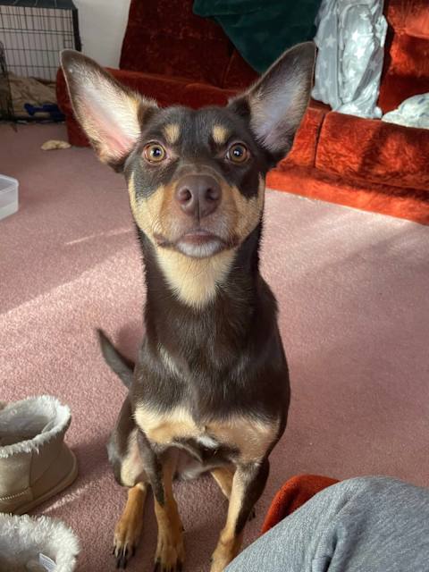 Sweet Female Kelpie - Purebred Noonbarra Kelpie Adult Dog | Dogs ...