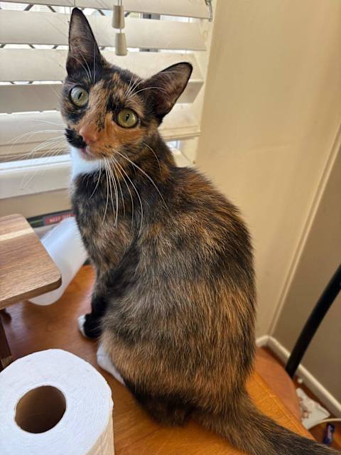 Free cats to good home | Cats & Kittens | Gumtree Australia Ipswich ...