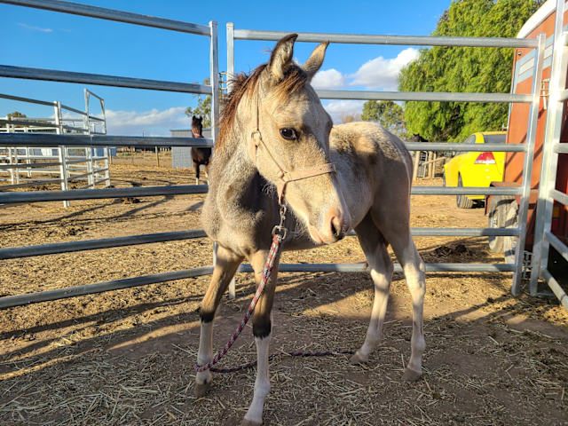 6 month old sweet filly | Horses & Ponies | Gumtree Australia Mallala ...