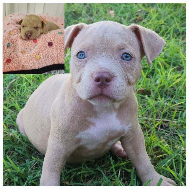 ABKC American Pocket Bullys | Dogs & Puppies | Gumtree Australia Darwin ...