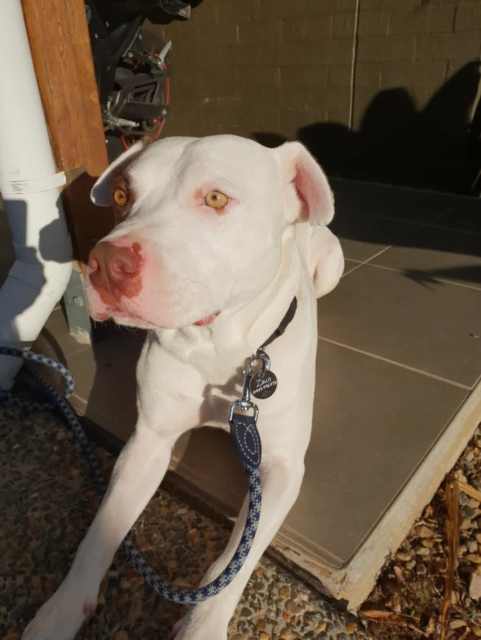 Docile and affectionate Arab Bull | Dogs & Puppies | Gumtree Australia ...