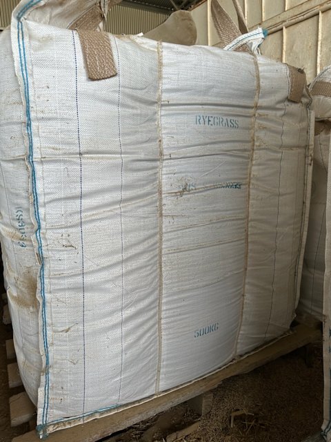 Modern Tetraploid high growth Ryegrass - Plants in Naracoorte SA ...