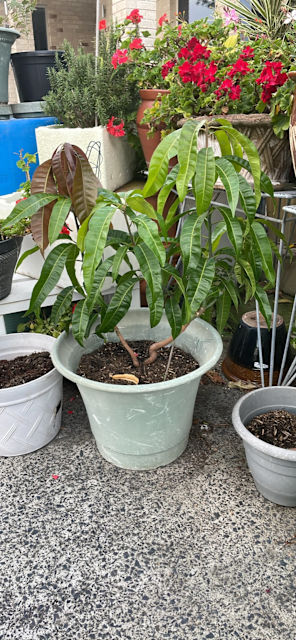 MANGO TREE RE2 Variety in Pot $30 Woy Woy - Plants in Woy Woy NSW ...