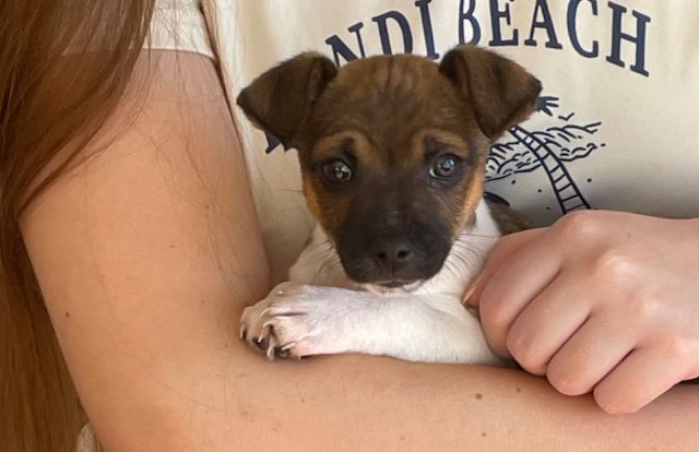 Super cute mini foxie puppy A only left pending payment and pickup ...