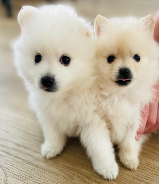 Pom Spitz, Puppies Looking For a Forever Home | Dogs & Puppies ...