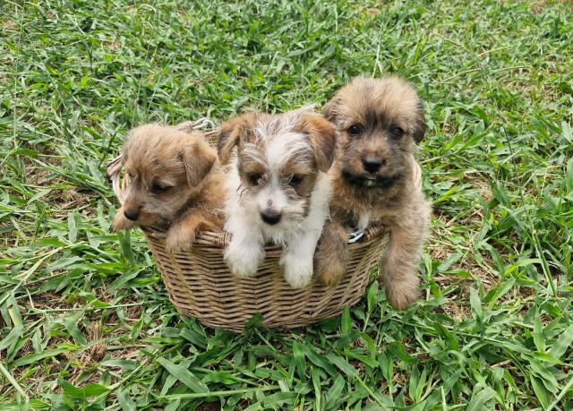 JACK -A -POO | Dogs & Puppies | Gumtree Australia Yeppoon Area - Kinka ...