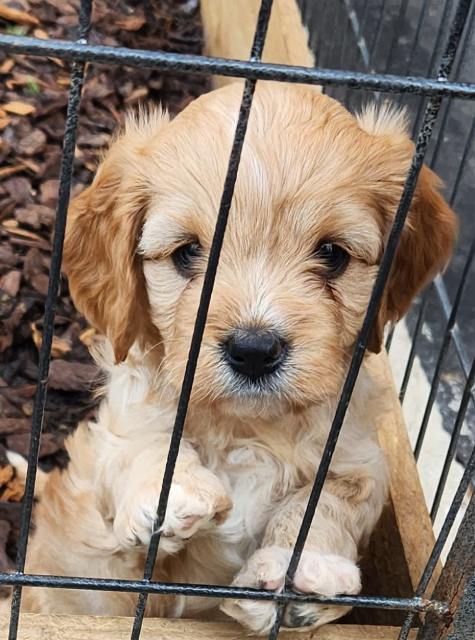 Mini cavoodle first generation puppies 🐶 | Dogs & Puppies | Gumtree ...
