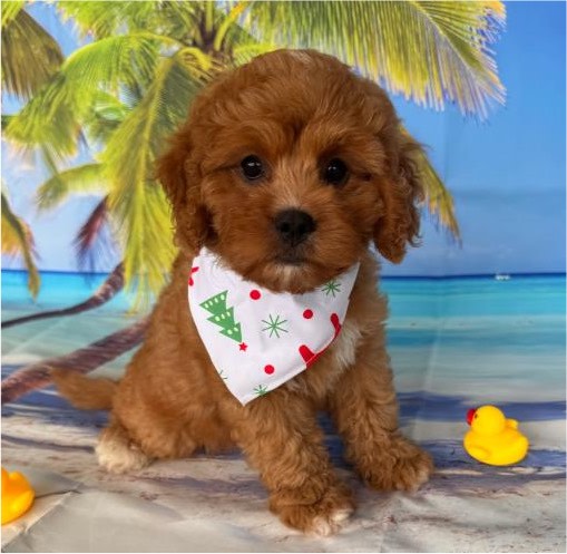 Toy Cavoodle Puppies First Generation | Dogs & Puppies | Gumtree ...