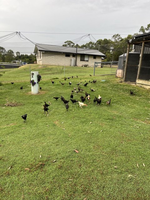 Modern Game Bantam | Other Pets | Gumtree Australia Logan Area - Cedar ...