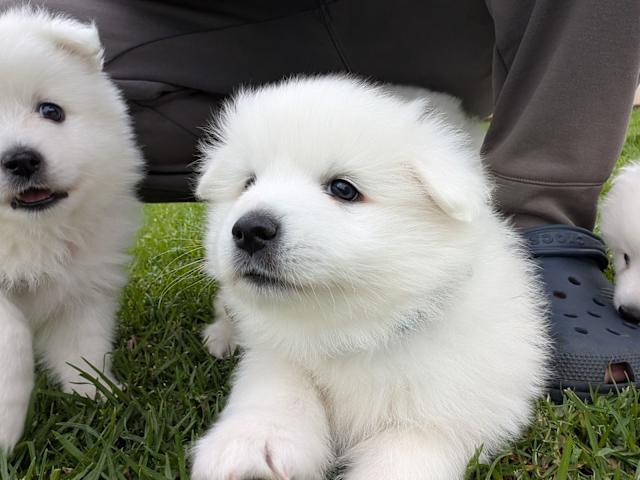 Purebred Japanese Spitz | Dogs & Puppies | Gumtree Australia Liverpool ...