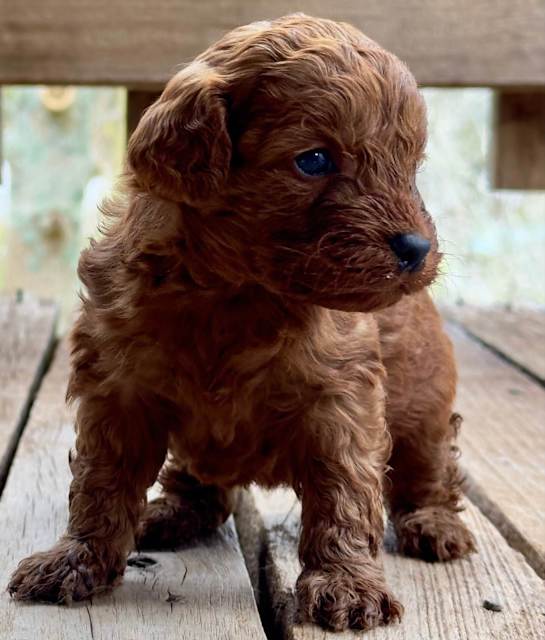 𝓡𝓤𝓑𝓨 𝓡𝓔𝓓 𝓣𝓞𝓨 𝓒𝓐𝓥𝓞𝓞𝓓𝓛𝓔 𝓟𝓤𝓟𝓟𝓨𝓢 🐶🐶🐶 | Dogs & Puppies | Gumtree Australia ...