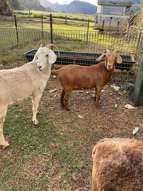 2 Goats for sale | Livestock | Gumtree Australia Tweed Heads Area - Uki | 1335508200
