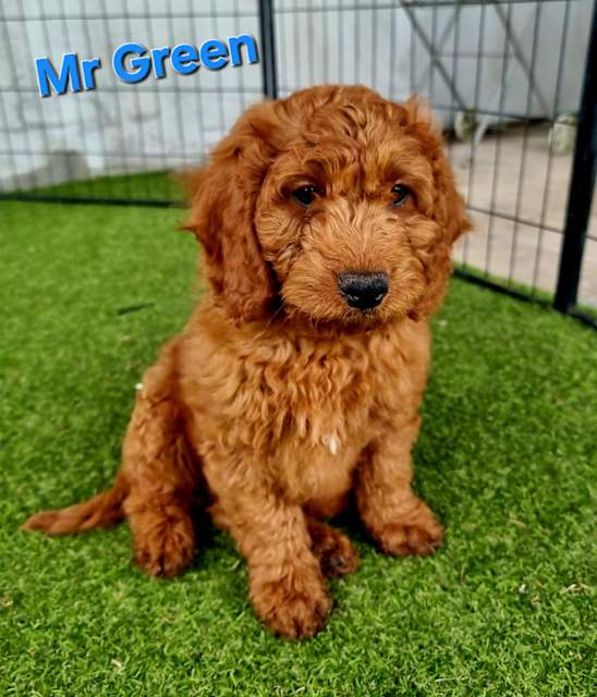 Mini Male Labradoodle Puppies CRATE TRAINED AND TOILET TRAINED | Dogs ...