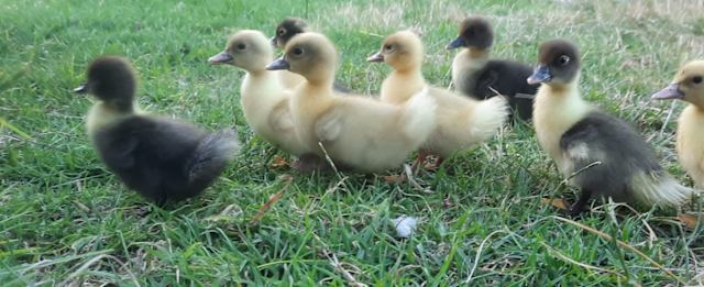 Muscovy ducklings baby ducks healthy free range available in Bayswater ...