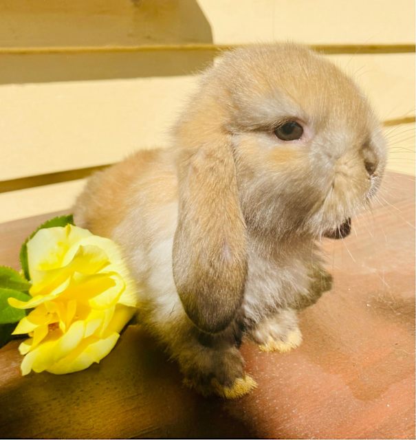 🌼HOLD🌼 Purebred Baby Mini Lop Bunny Rabbits (4 weeks old) 🐰💙 | Rabbits ...