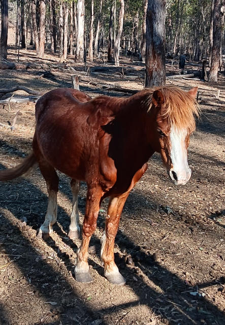 peanut looking for a new home | Horses & Ponies | Gumtree Australia ...