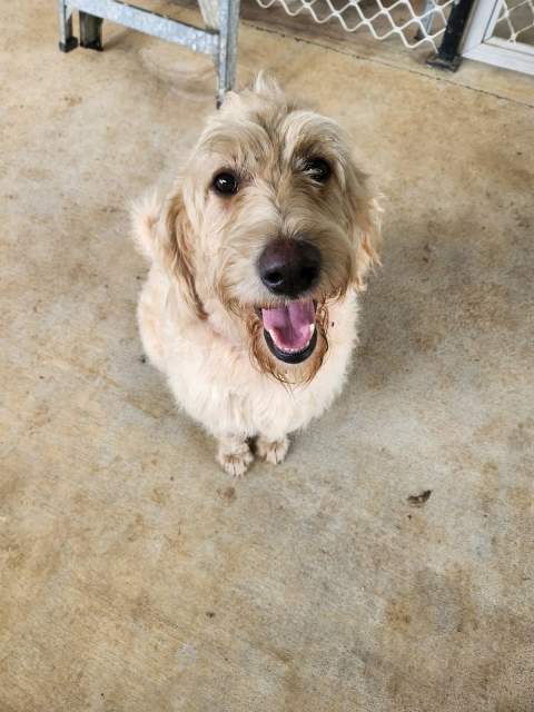 Female Labradoodle | Dogs & Puppies | Gumtree Australia Tablelands ...