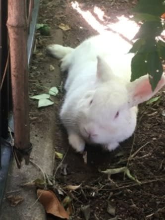 Friendly Male White Rabbit – Looking for a New Home 🐰 | Rabbits ...