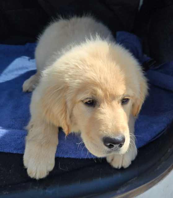 Gorgeous Golden Sammy pup-Last one! (Golden retriever x golden Samoyed ...