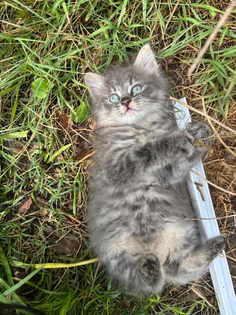 Adorable Cat-Litter Trained Kittens Available Now 🥰 ️ | Cats & Kittens ...