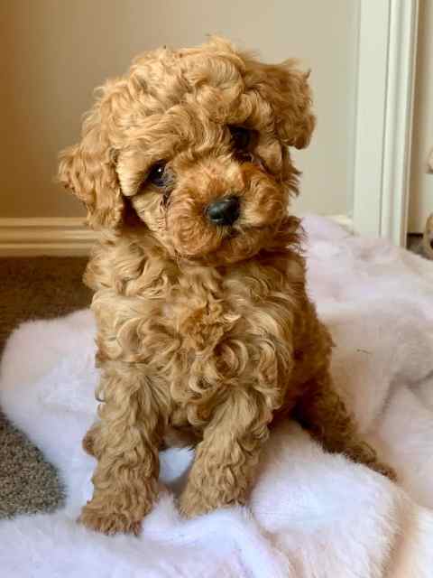 Miniature F2 Cavoodle Puppies | Dogs & Puppies | Gumtree Australia ...