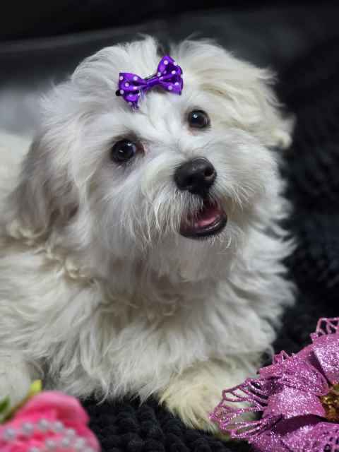 Tiny, fluffy and full of love. Bring home some furry happiness. | Dogs ...