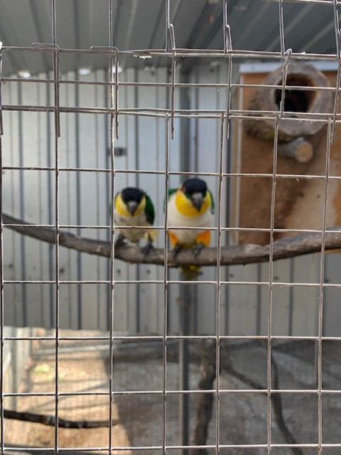 BLACK HEADED CAIQUES BREEDING PAIR | Birds | Gumtree Australia Salisbury Area - Valley View ...