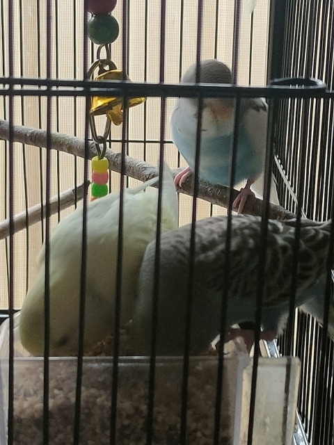 different colour budgies | Birds | Gumtree Australia Swan Area ...