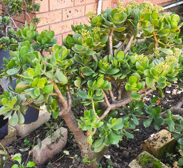 Rooted Jade Money Plant Lucky Money Tree OVATA Crassula about 65x72 cm ...