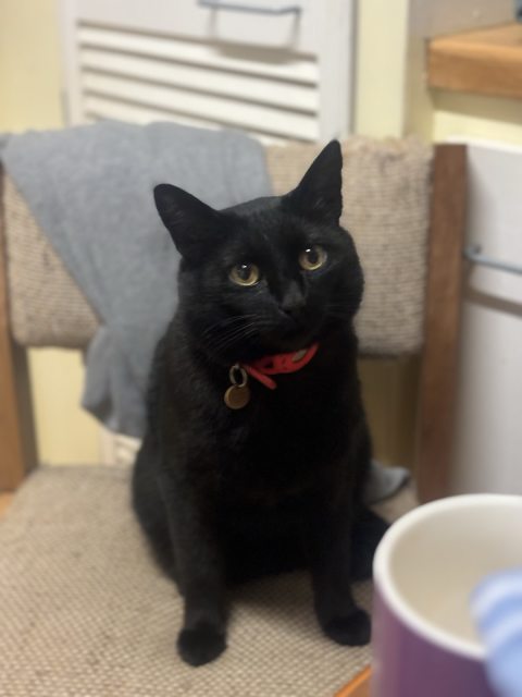 Black Cat, Male, 5 years old | Cats & Kittens | Gumtree Australia ...