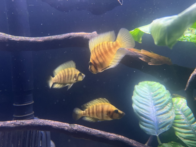 Gold compressiceps calvus cichlid | Fish | Gumtree Australia Liverpool ...