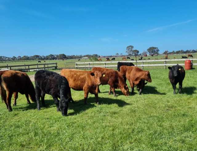 Angus Heifers and Steer | Livestock | Gumtree Australia Casey Area ...